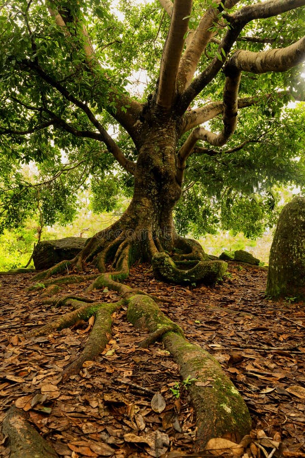 Huge branched tree stock photo. Image of land, forest - 76719330