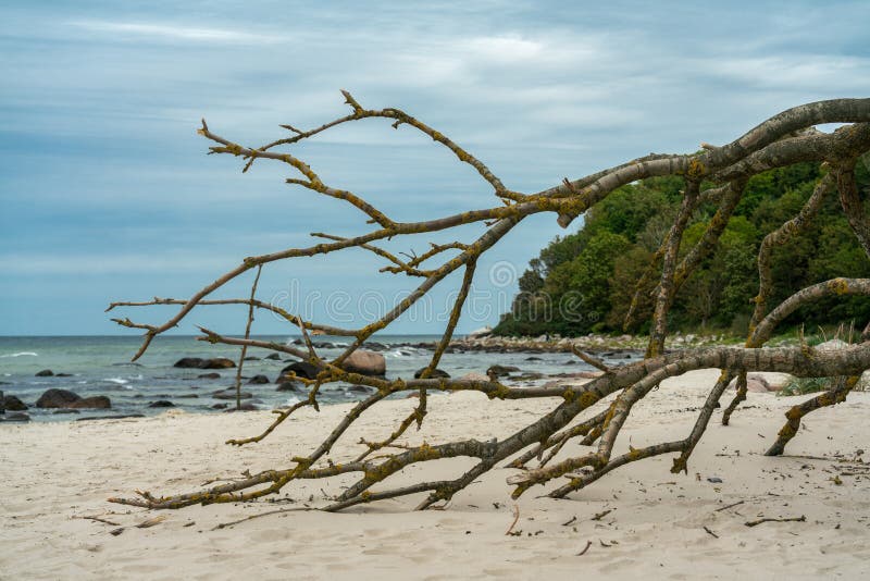 Huge Branches of a Fallen Tree on the Beach Stock Photo - Image of ...