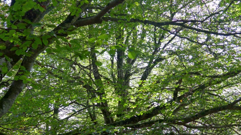 Huge Branches of a Hundred-year-old Beech Tree in a Forest in the ...