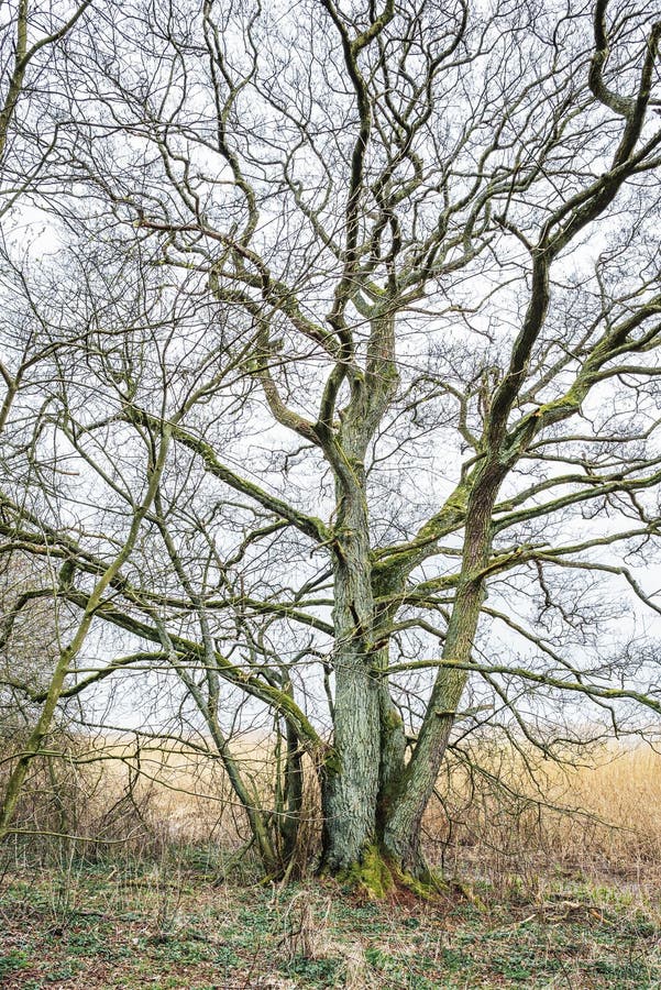 175 Fat Trunks Stock Photos - Free & Royalty-Free Stock Photos from ...