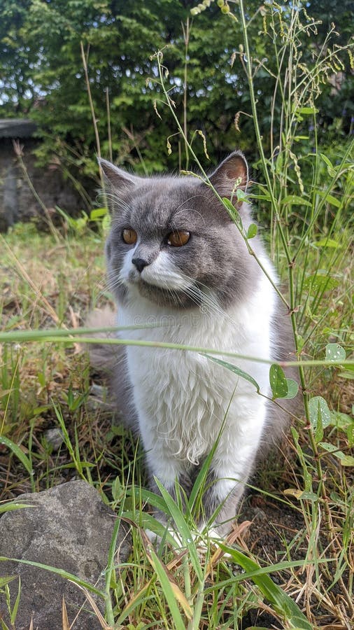 Huge Brave Cat Looking for Enemy Stock Image - Image of brave, animal ...