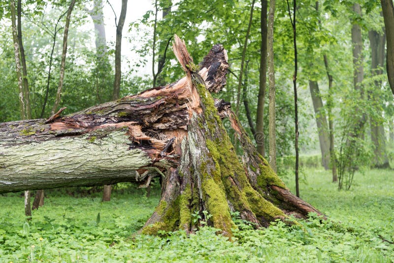 Huge broken tree in park stock photo. Image of branch - 62053436