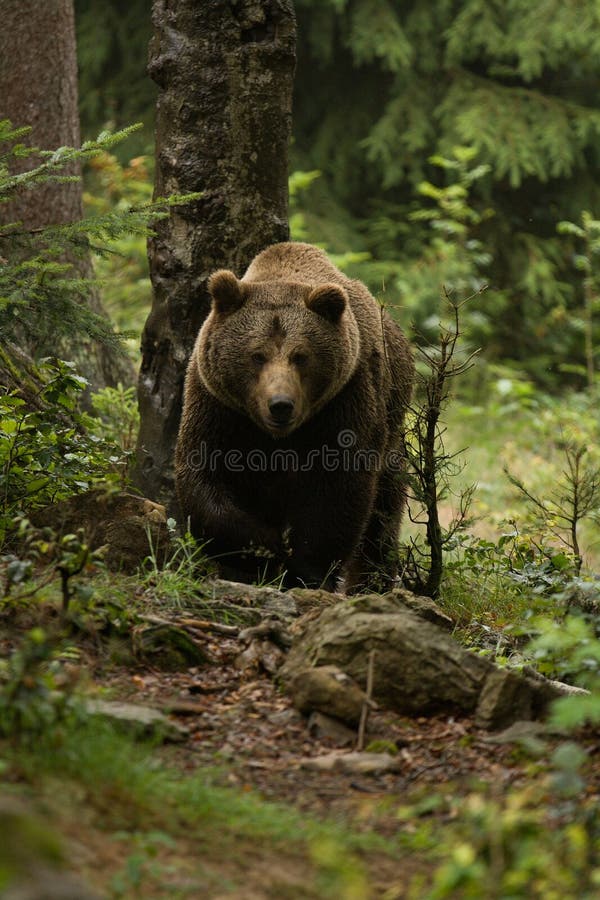 Huge Brown Bear Seen from the Front in the Woods Stock Photo - Image of ...