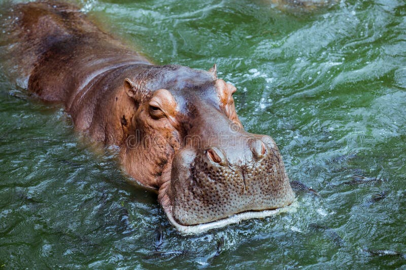 Huge Brown Hippo in the River Stock Photo - Image of nature, asia ...