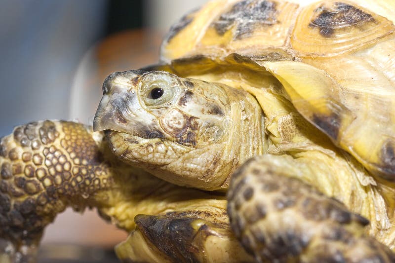 Huge Brown Turtle is Smiling Right at Camera Stock Photo - Image of ...