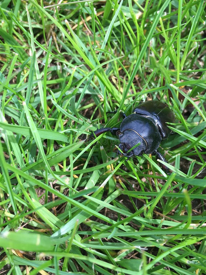 Huge bug stock image. Image of lucanus, huge, female - 72674351