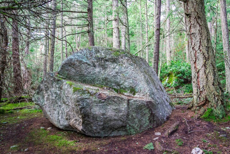 A Huge Builder Stands Out in the Middle of a Pine Forest Stock Image ...