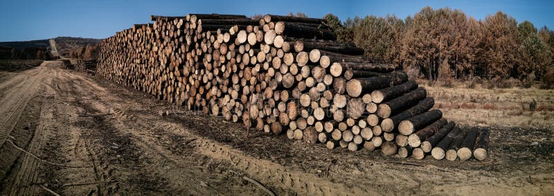 Huge Bunch of Logs after Pine Tree Forest Fire Stock Photo - Image of ...
