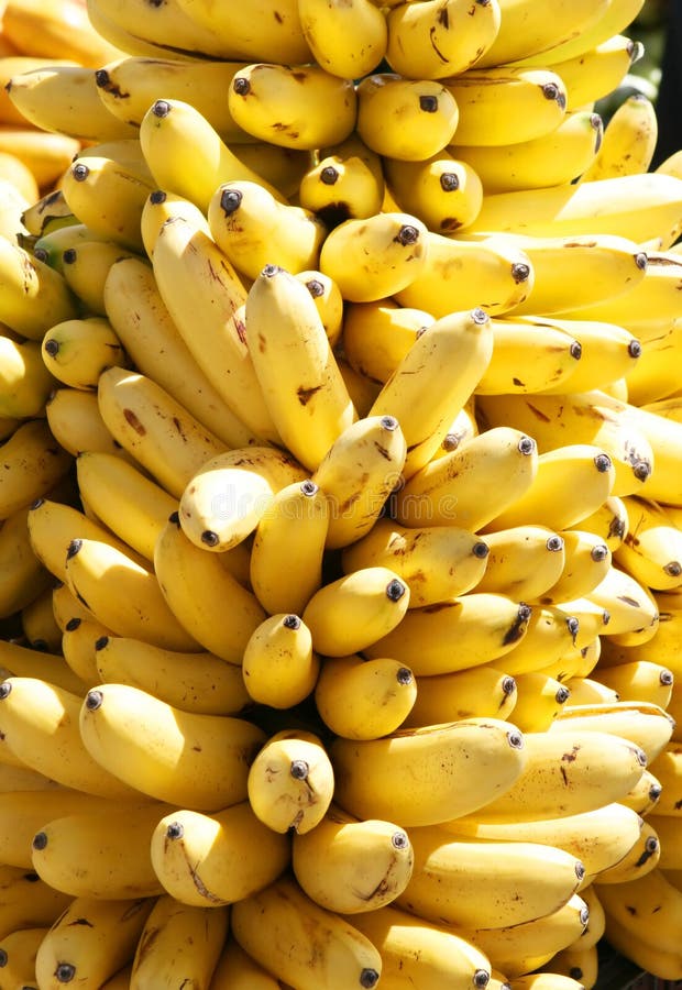A Huge Bunch of Ripe Bananas Stock Image - Image of color, fruit: 5560771
