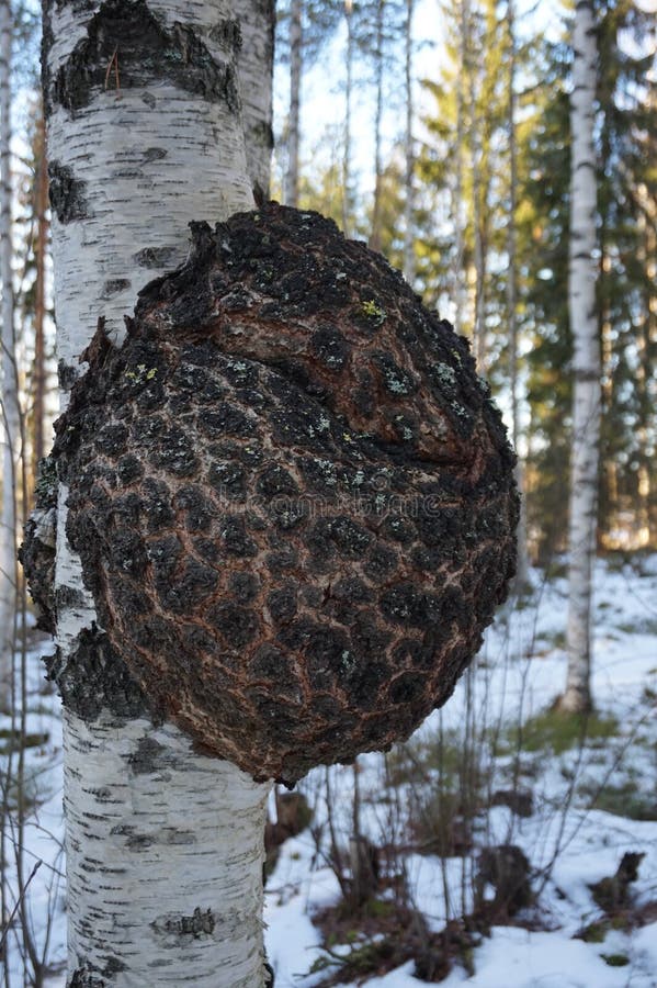 Birch Burl Growth On The Wood Growing High Up In A Tree, Background ...