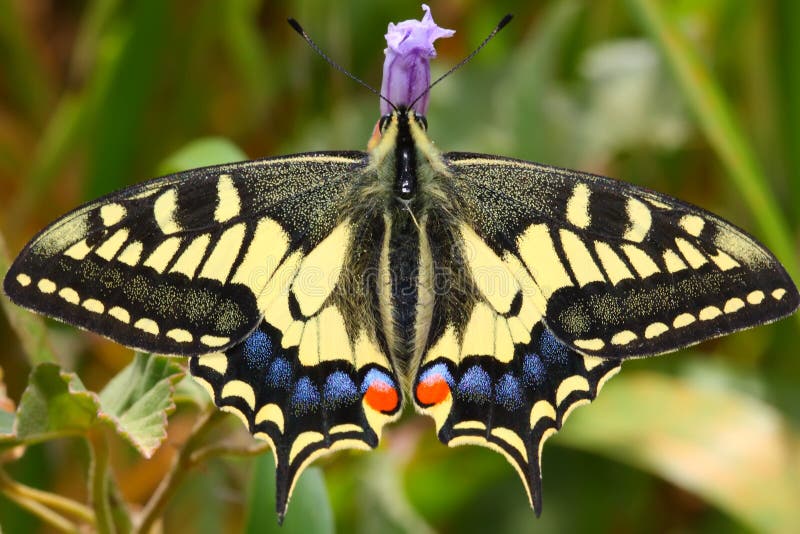 Huge butterfly stock image. Image of insect, butterfly - 66148963