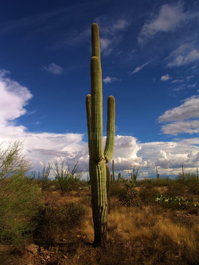 Big Cactus stock image. Image of hiking, saloon, cacti - 792063