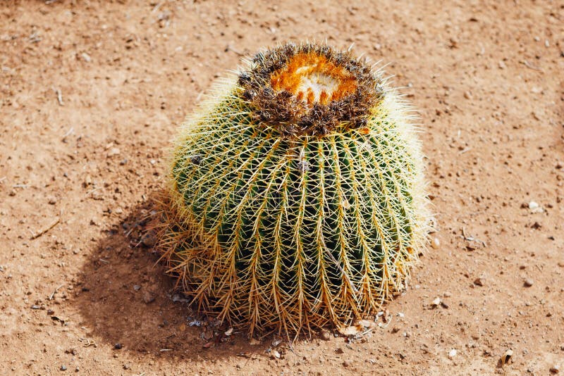 Huge cactus, closeup view stock photo. Image of spain - 116393194