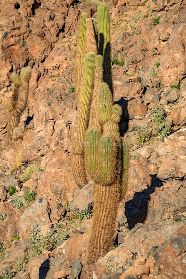Huge Cactus in the Wild Terrain of Guatin Canyon Stock Photo - Image of ...