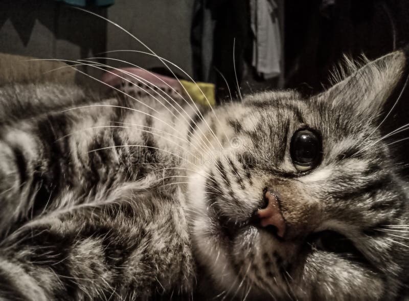 A Huge Cats with Funny Face Stock Photo - Image of mammal, face: 262697512