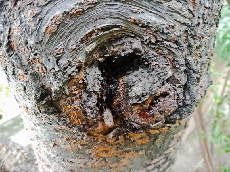 A Huge Cave Inside the Tree Trunk Stock Image - Image of inside, leaf ...