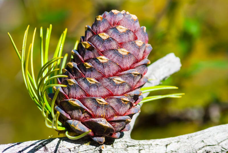 Huge Cedar Cone on Tree Branch Stock Image - Image of macro, needle ...