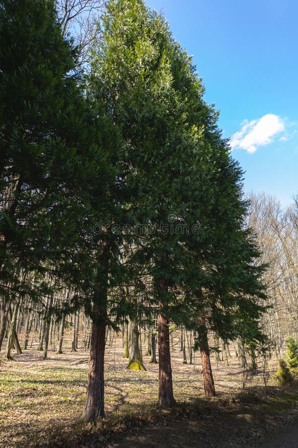 Huge Cedar Tree in Carpathian Mountains Forest, Ukraine Stock Photo ...