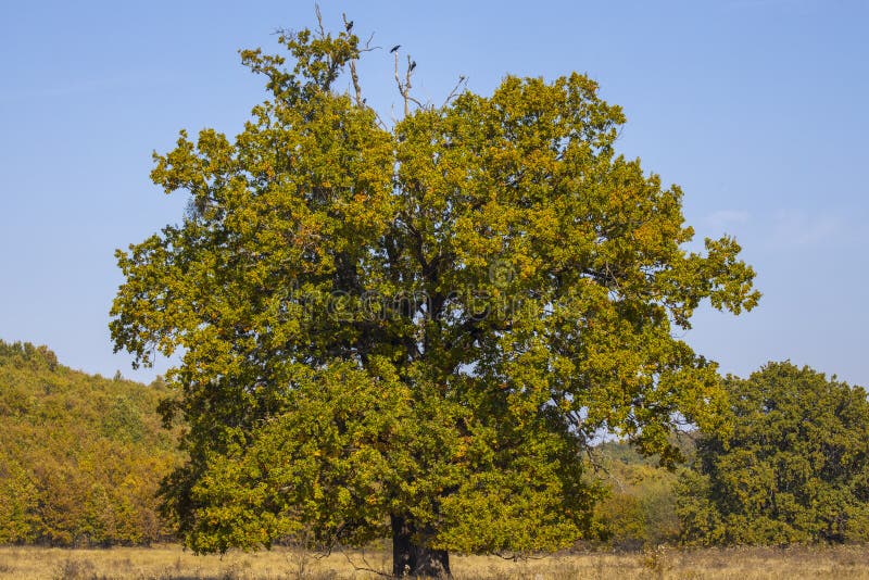 Huge Centennial Oak Tree on a Field Stock Photo - Image of scenery ...