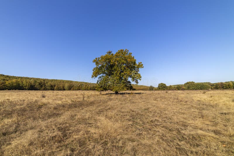 Huge Centennial Oak Tree on a Field Stock Image - Image of colorful ...