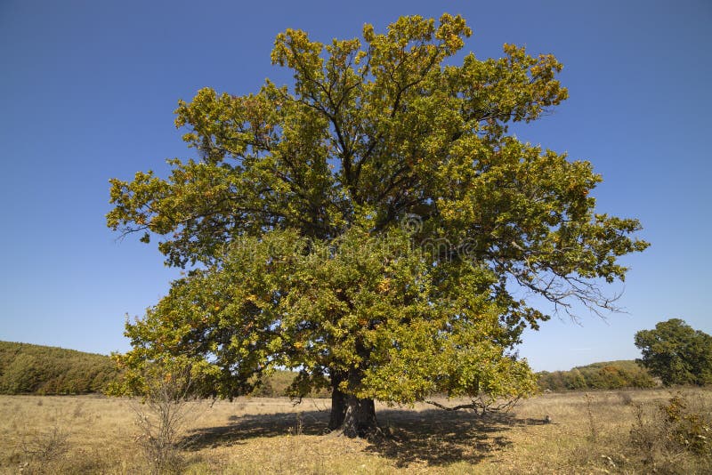 291 Centennial Oak Tree Stock Photos - Free & Royalty-Free Stock Photos ...