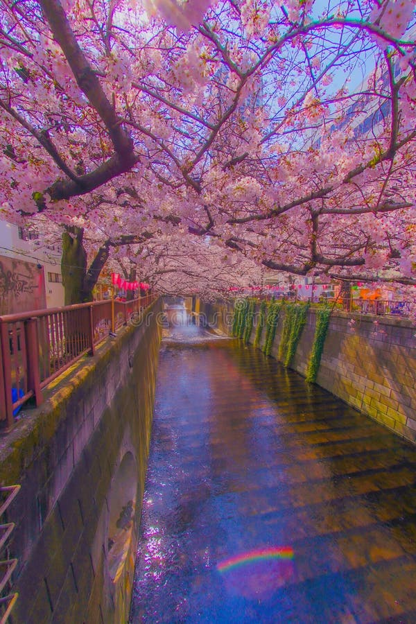 Huge Cherry Tree in Full Bloom (Meguro River) Stock Photo - Image of ...