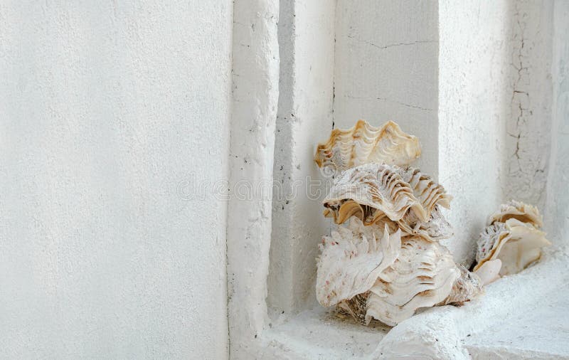 Oyster Shells Corner Stock Photos - Free & Royalty-Free Stock Photos ...