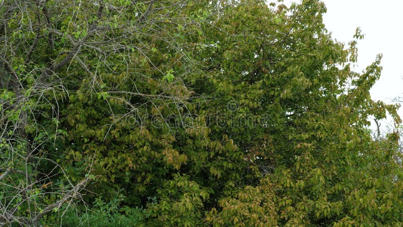 A Flock of Midges Flies Around the Tree. Stock Video - Video of ...