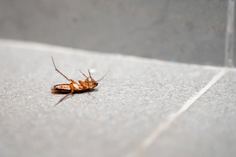A Huge Cockroach on the Floor. Insect Pests in the House Stock Image ...