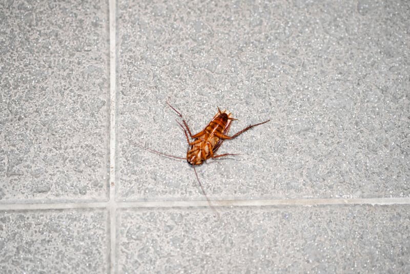 A Huge Cockroach on the Floor. Insect Pests in the House Stock Image ...