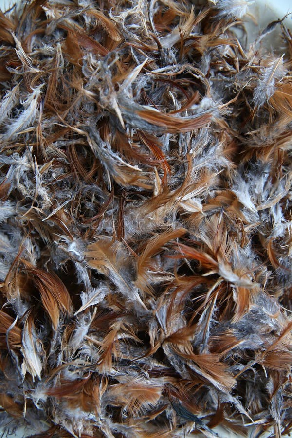 Huge Collection of Brown Chicken Feathers. Plumage Carpet Background or ...