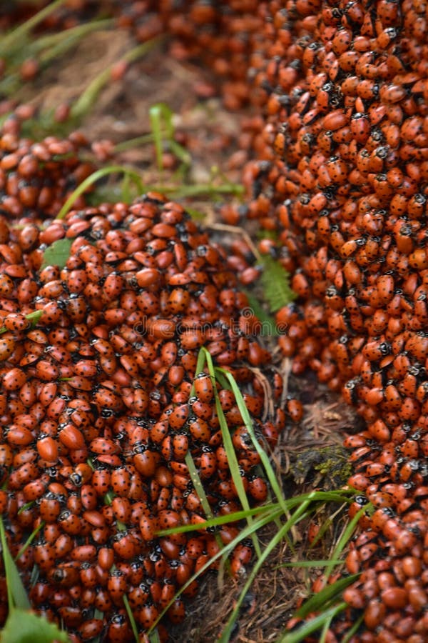 Huge Colony of Ladybugs Crawling in the Summer Stock Image - Image of ...