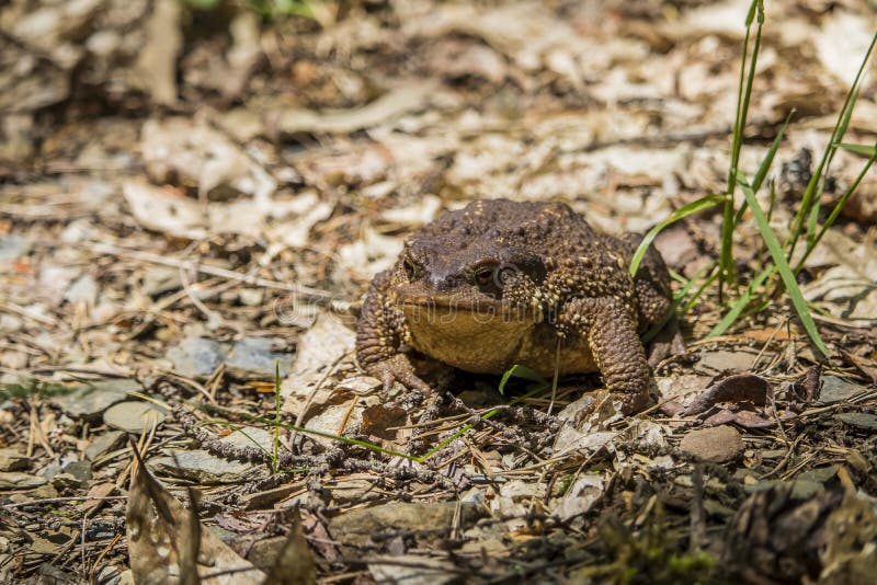 Huge Common Toad Stands Still on a Path Staring Stock Photo - Image of ...