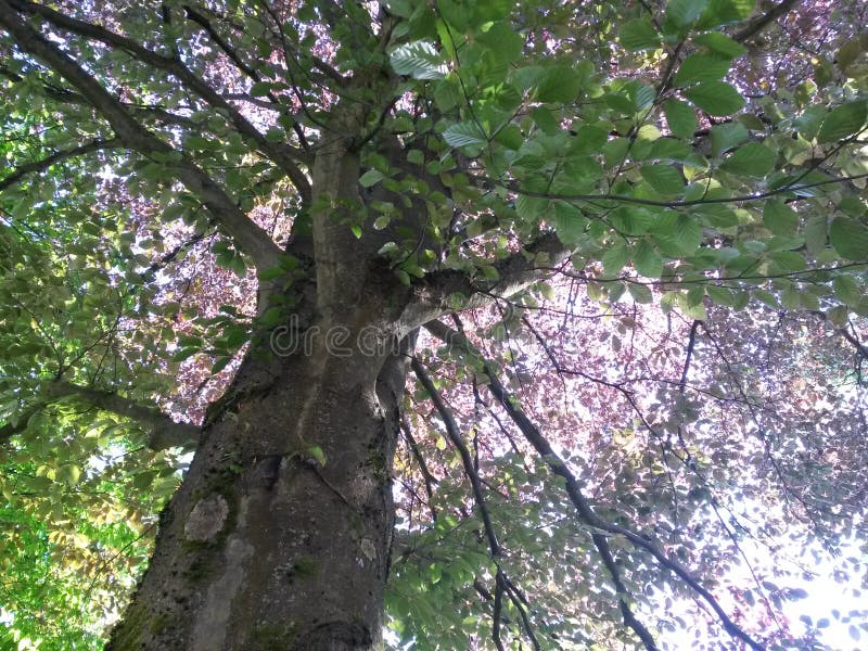 Huge copper beech tree stock image. Image of season - 116105573