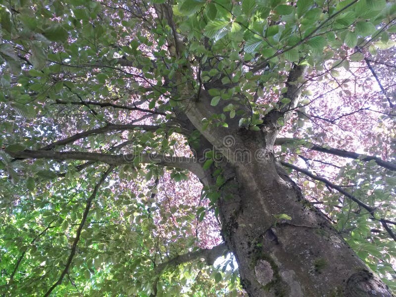 Huge copper beech tree stock photo. Image of tree, season - 116105666