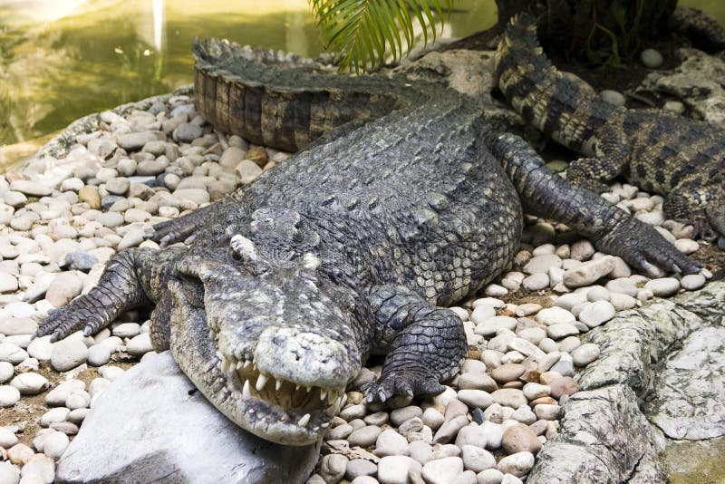 Huge crocodile stock photo. Image of reptile, lizard - 12089358