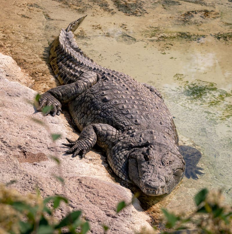 Huge Crocodile Looking at the Camera Stock Image - Image of wallpaper ...