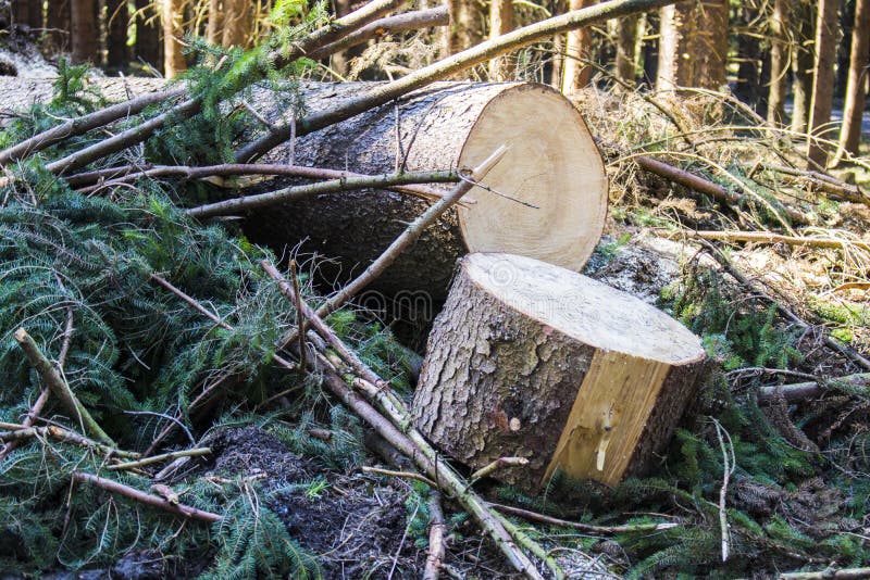 Huge cut down in spring stock image. Image of energy - 114095011