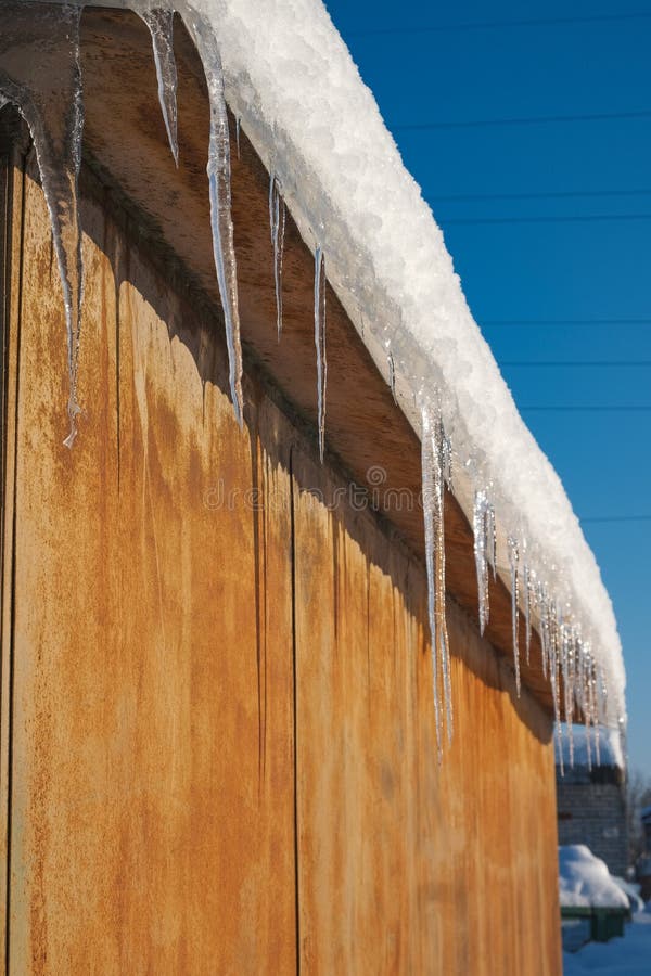 The Huge Dangerous Jellyfishes, Lobonema Smithii, is Swimming in the ...