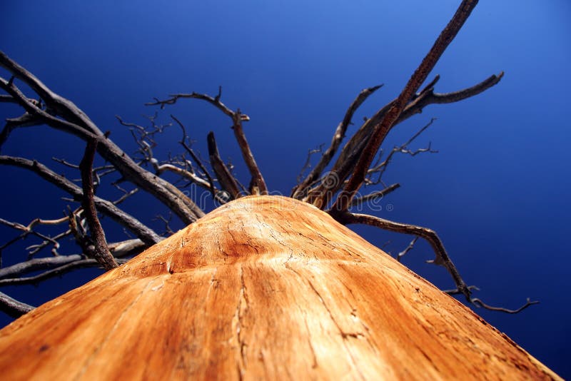 Huge Dead Giant Tree in the Forest Stock Photo - Image of branches ...