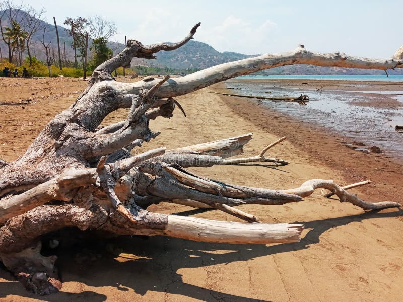 Dead Tree or Leafless Tree with Blue Sky Background Stock Photo - Image ...