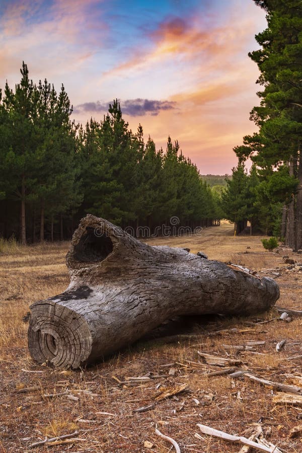 Huge Dead Tree in a Pine Forest Shot in Australia Stock Image - Image ...