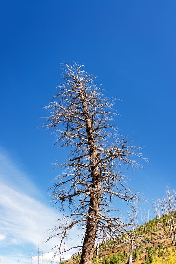 Huge Dead Tree stock image. Image of united, landscape - 76209965