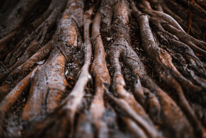 Giant Roots of a Tropical Tree in the Jungle Stock Photo - Image of ...