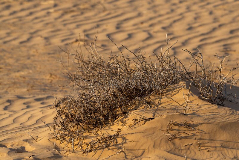 Huge Dunes of the Desert. Beautiful Structures of Sandy Barkhan or Sand ...