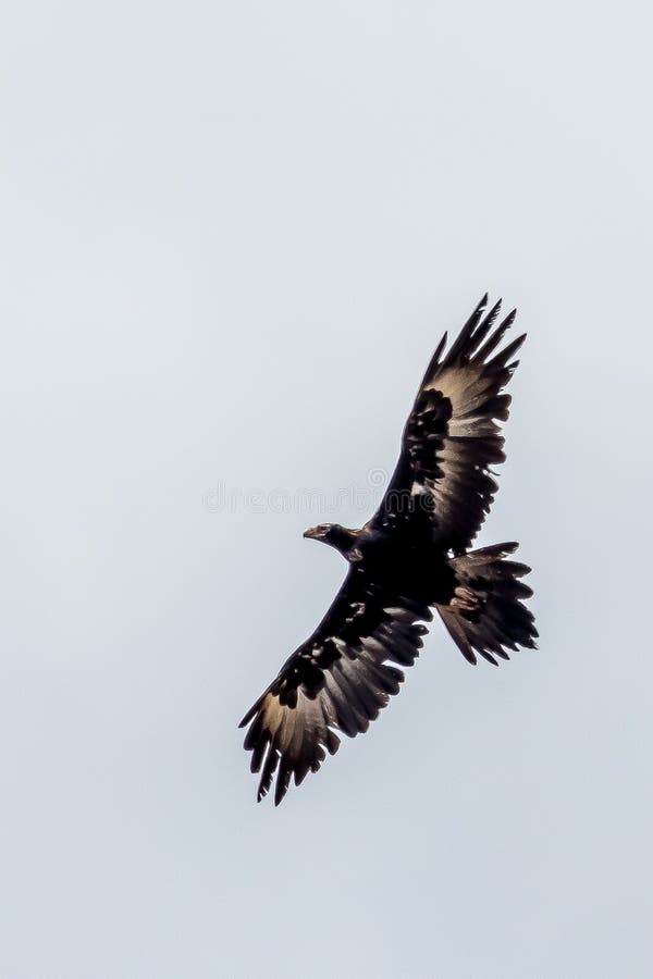 Wedge-tailed Eagle in Victoria Australia Stock Photo - Image of ...