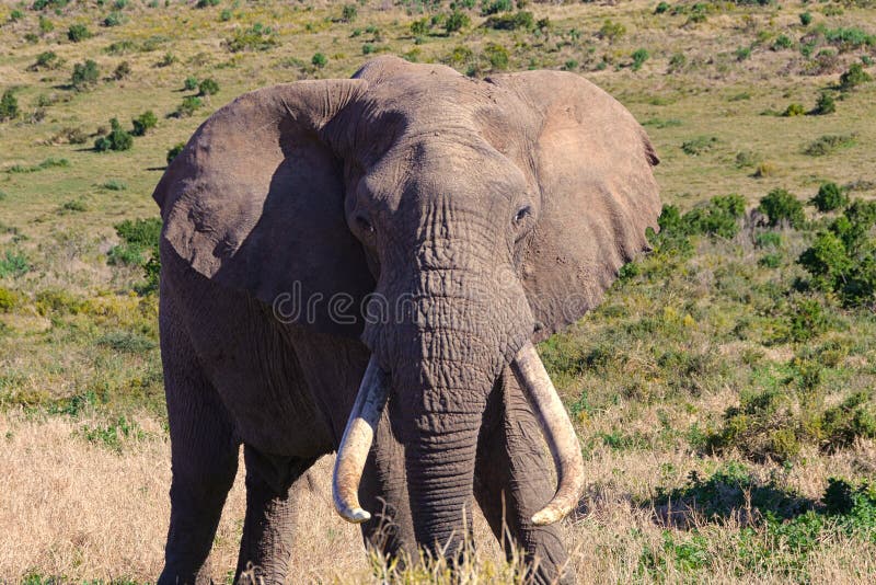 Huge elephant bull stock photo. Image of ivory, kruger - 26372552