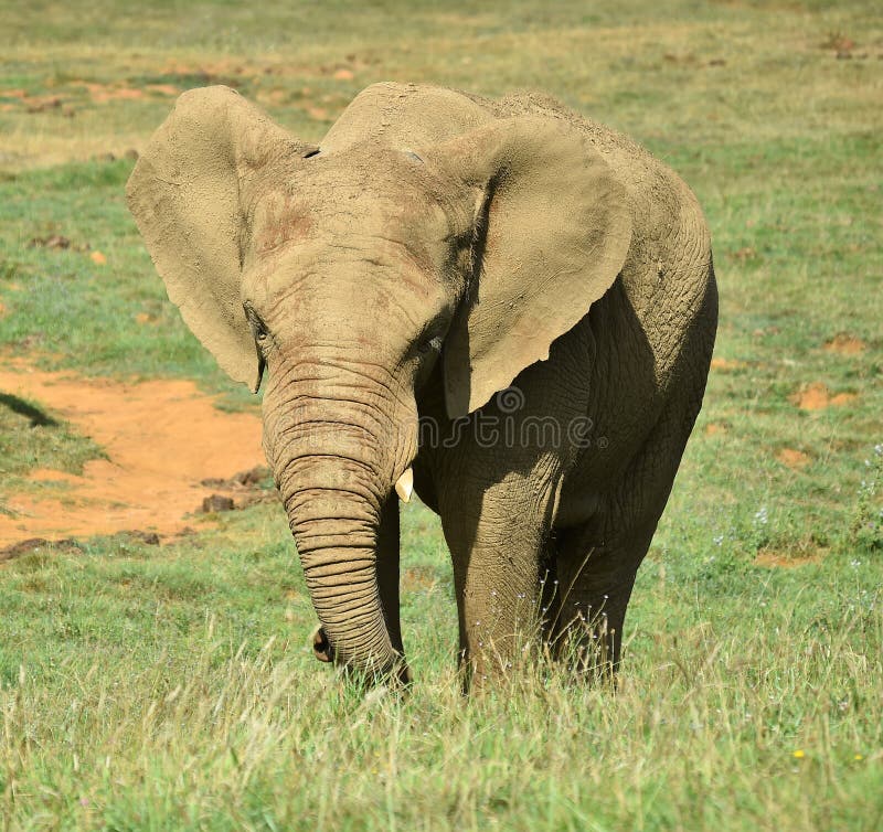 A Huge Elephant on the Safari Stock Image - Image of dominant, tusk ...
