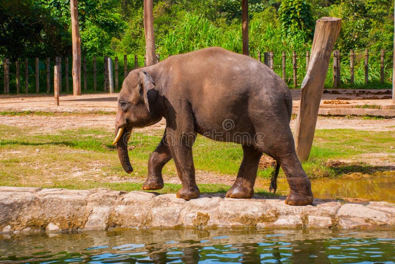 Huge elephant in the zoo stock image. Image of bathing - 97621003