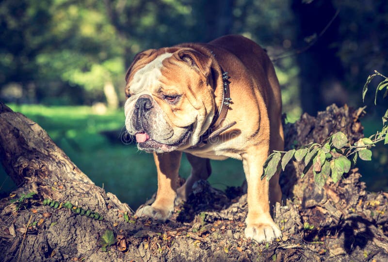 Huge English bulldog stock photo. Image of autumn, cute - 78227146